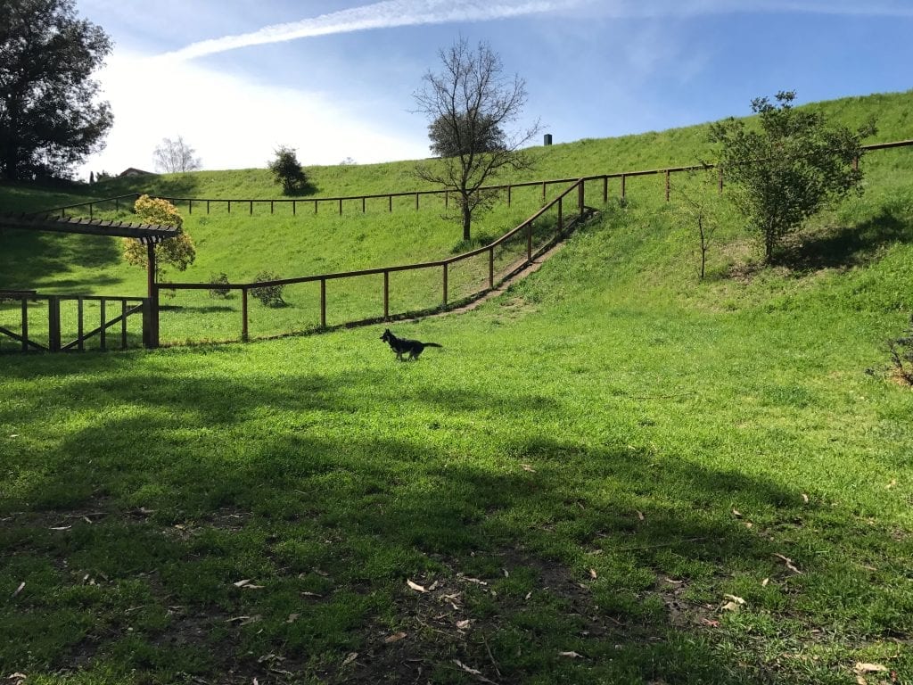Discover Ohlone Dog Park – Hercules' Hidden Gem | San Francisco on the Bay