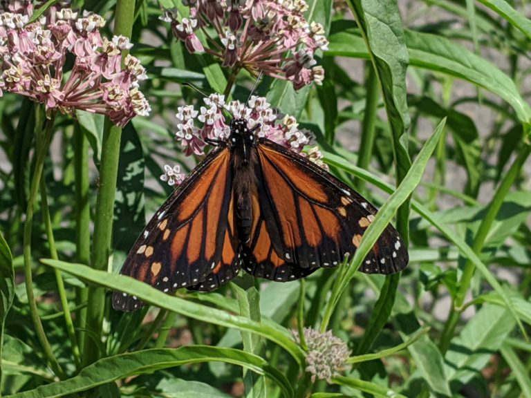 Bringing Back the Natives Garden Tours – Berkeley’s Pollinators ...